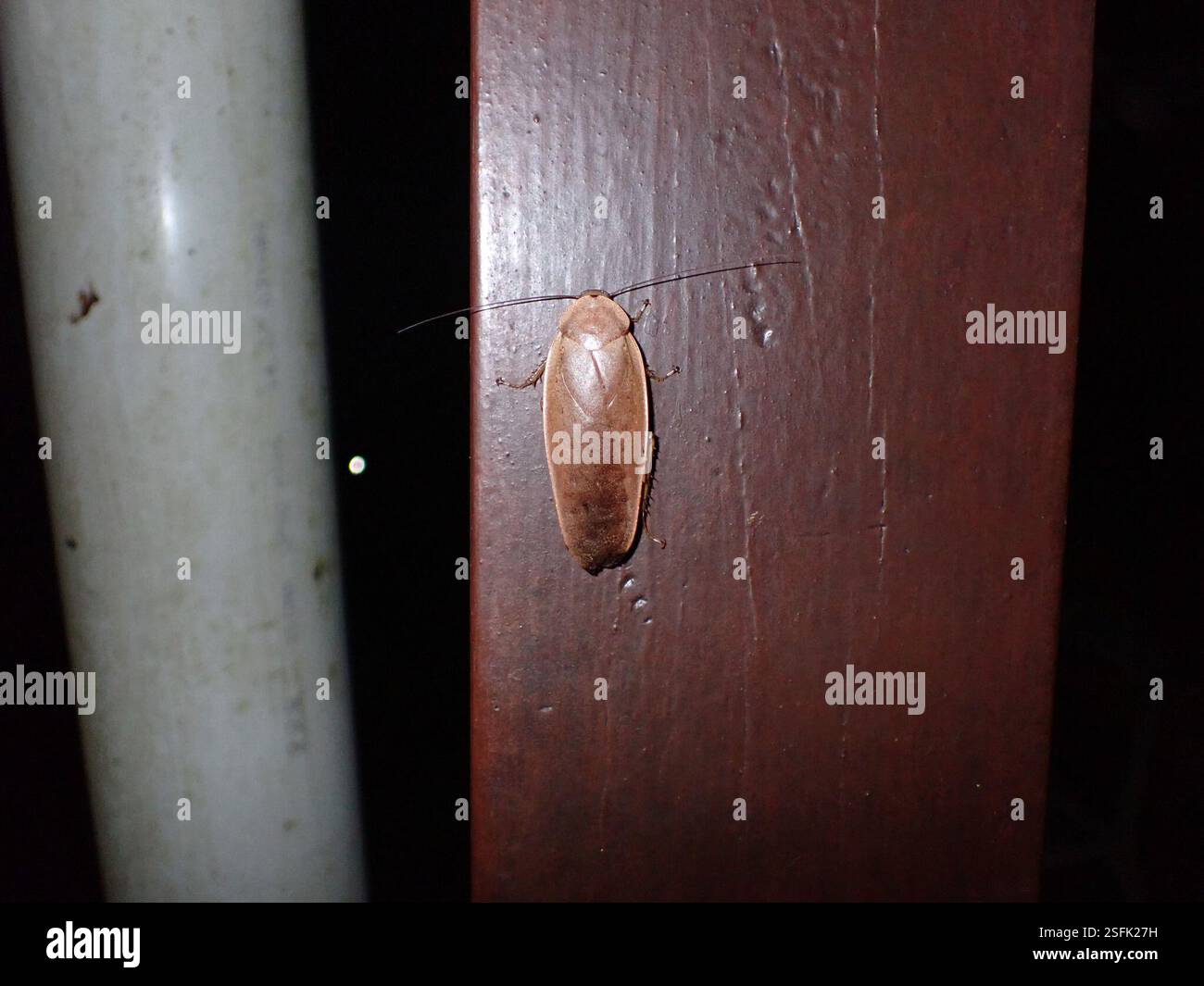 (Rhabdoblatta), Insecta, Lahad Datu, Sabah, Malaysia Stock Photo - Alamy