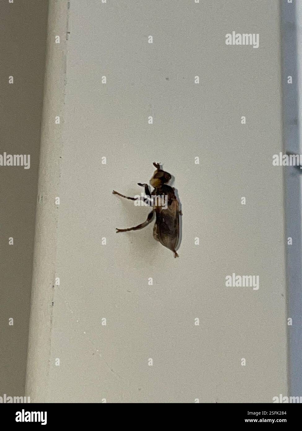 (Myopa), Insecta, Pintail Ln, Natchez, MS, US Stock Photo - Alamy