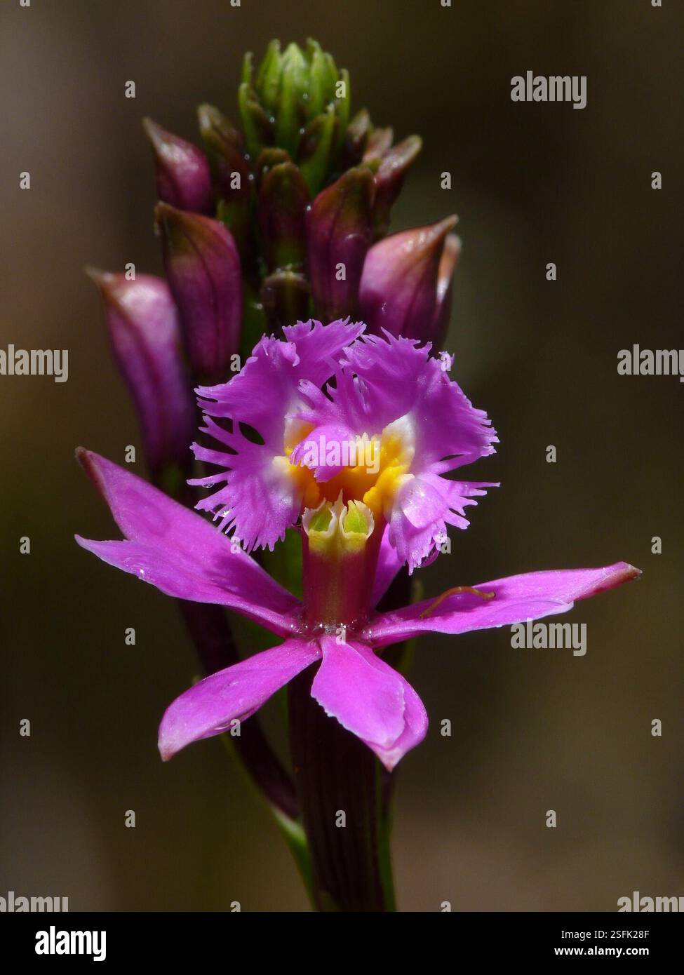Spider-Tongue Orchid (Epidendrum arachnoglossum), Plantae, Guasca ...