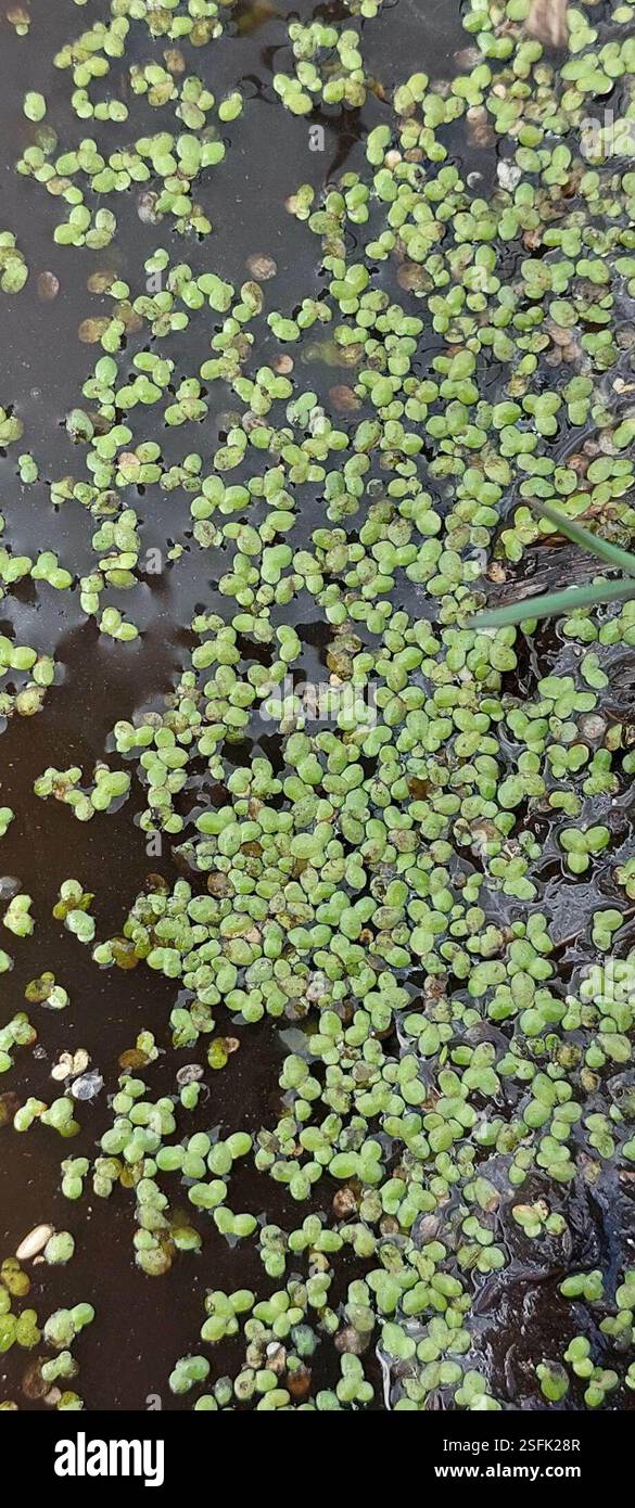 lesser duckweed (Lemna aequinoctialis), Plantae, Chatham Islands ...