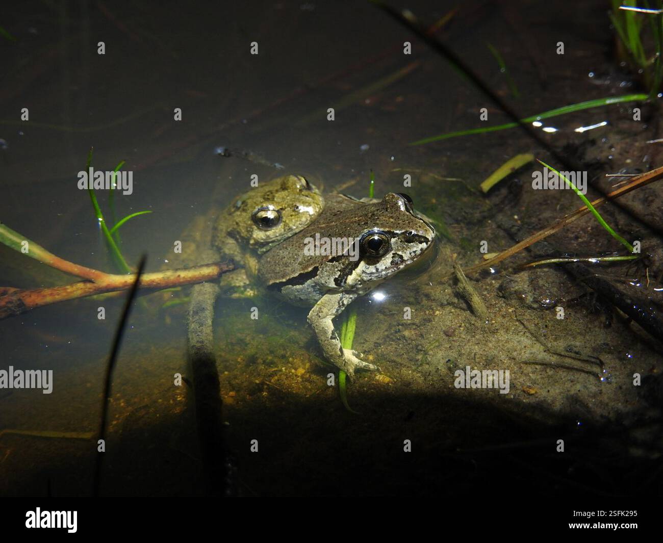 Common Eastern Froglet (Crinia signifera), Amphibia, Hobart TAS ...