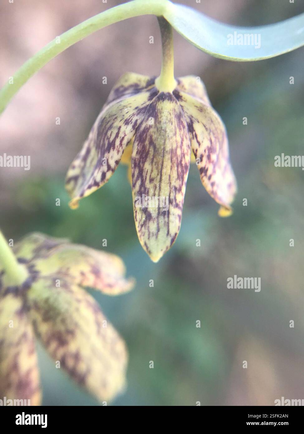 checker lily (Fritillaria affinis), Plantae, Robert Louis Stevenson ...