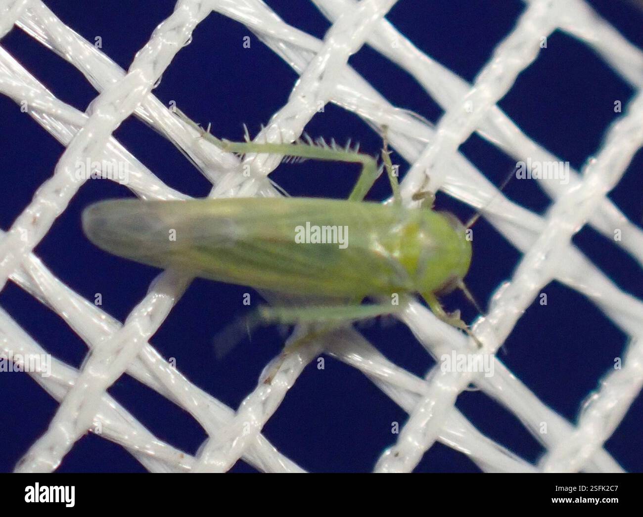 Typical Leafhoppers (Cicadellidae), Insecta, Santo Antão, Cape Verde ...