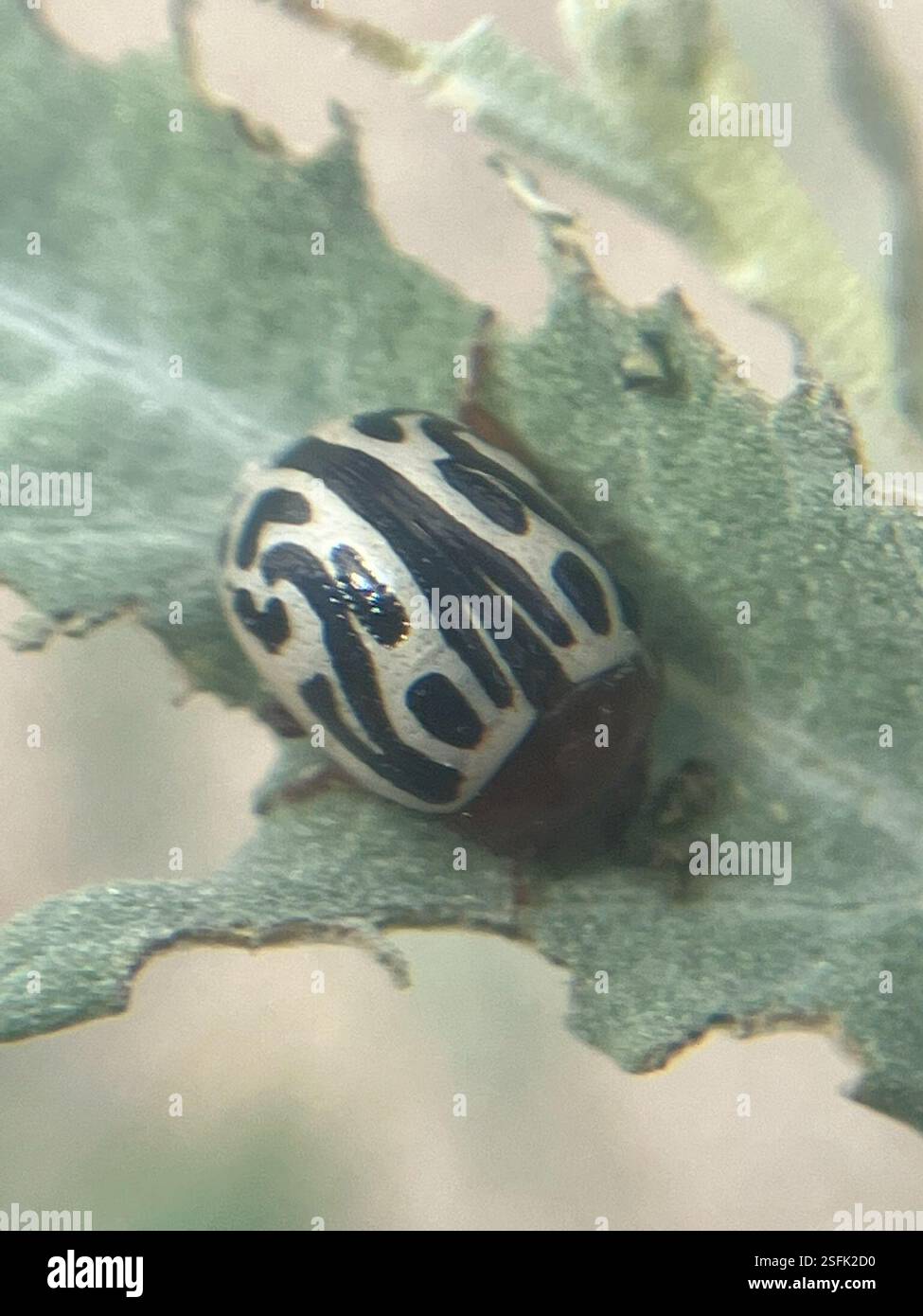 Ambrosia Leaf Beetle (Calligrapha tortuosa), Insecta, Mojave National ...