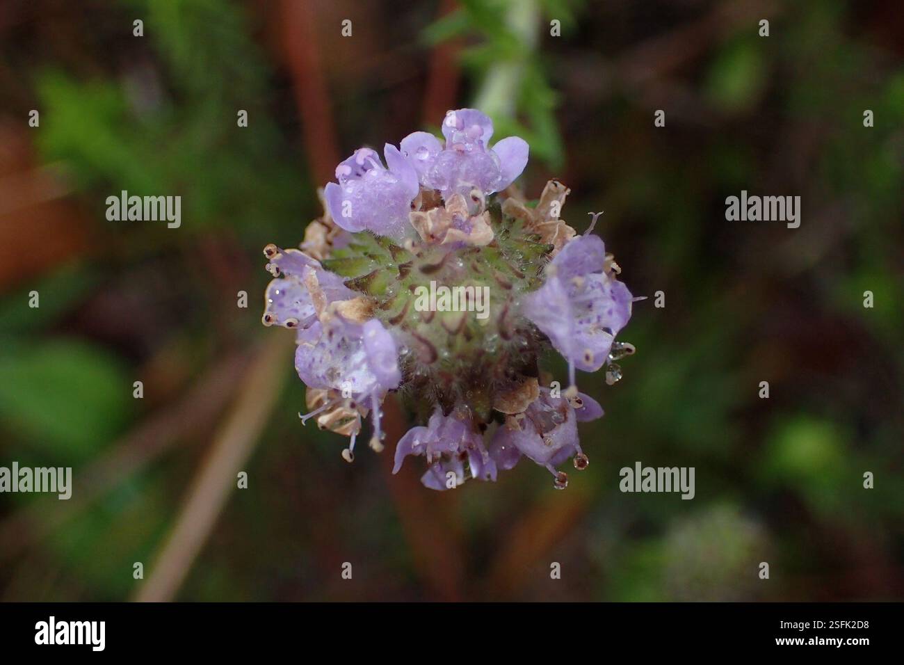 Florida pennyroyal (Piloblephis rigida), Plantae, Pasco, Florida ...