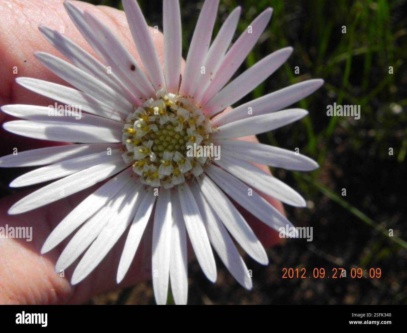 Butter Gerbera (Gerbera ambigua), Plantae, uThukela District ...