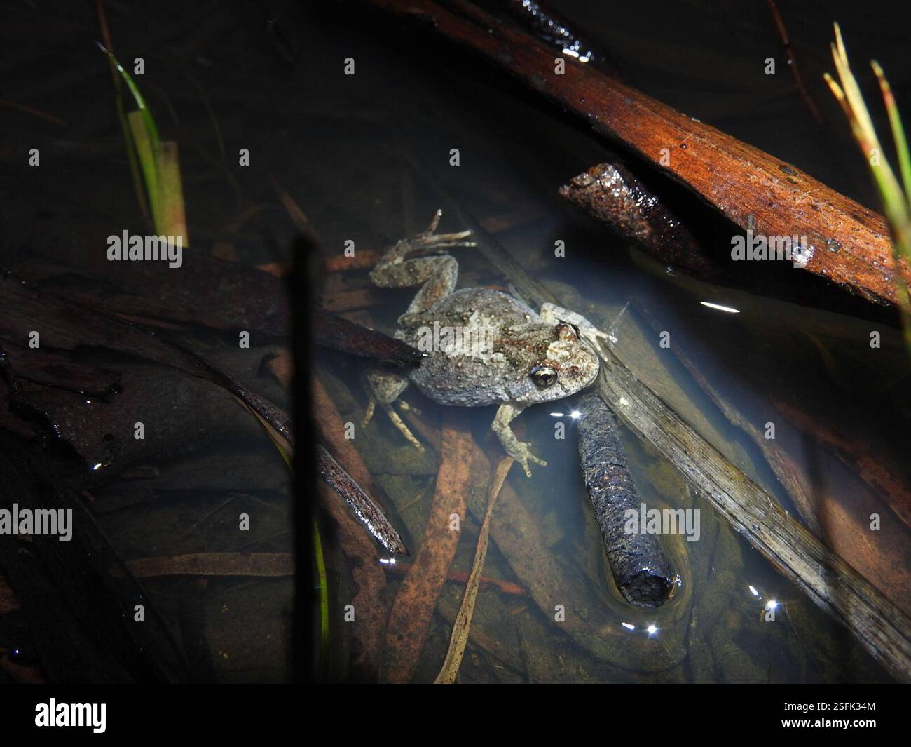 Common Eastern Froglet (Crinia signifera), Amphibia, Hobart TAS ...