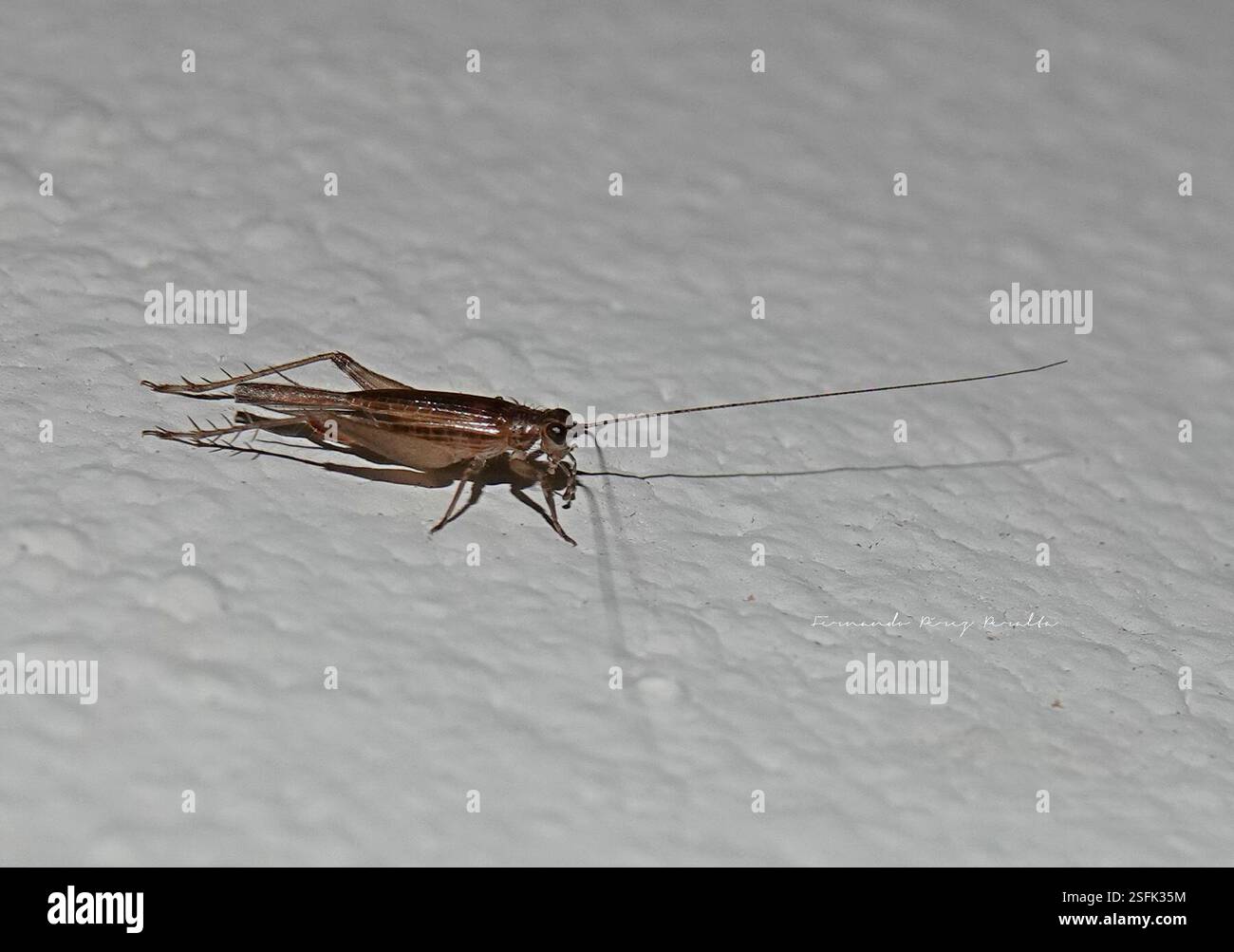 Brown Sword-tail Crickets (Anaxipha), Insecta, Conkal, Yuc., México ...