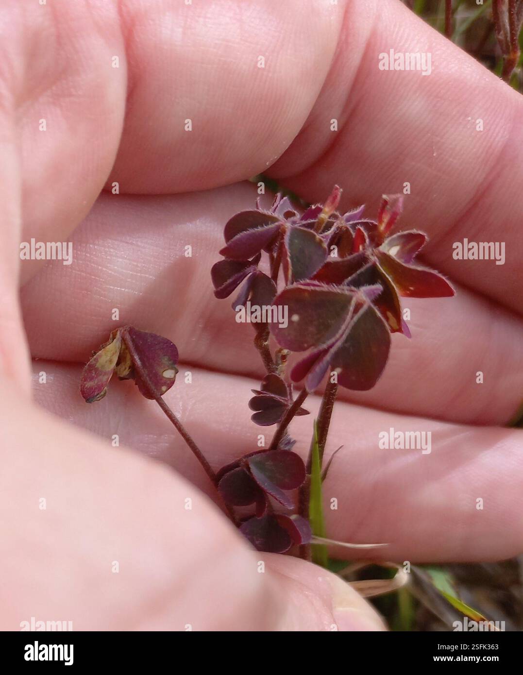 woodsorrels (Oxalis), Plantae, Purau, New Zealand Stock Photo - Alamy