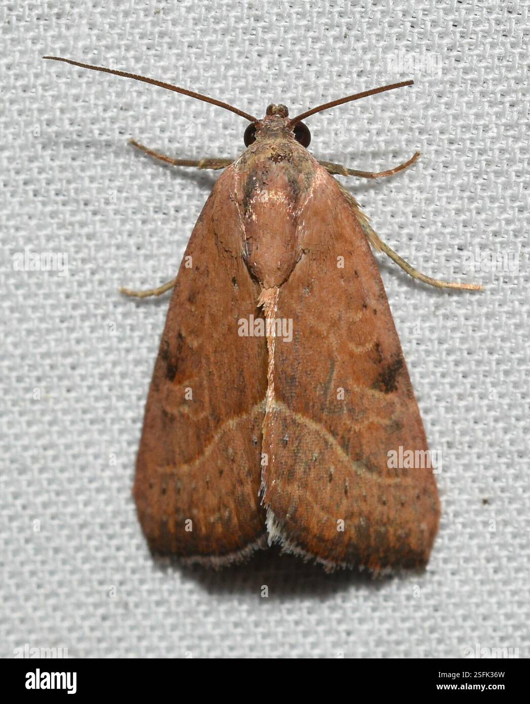 Wedgling Moth (Galgula partita), Insecta, Missouri, US Stock Photo - Alamy