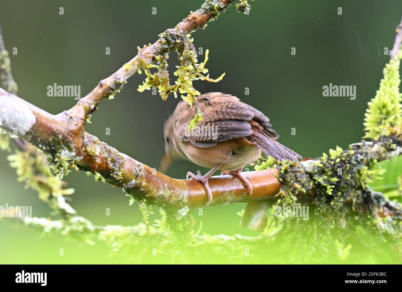 Mountain Wren (Troglodytes solstitialis), Aves, Mindo 171202, Ecuador ...