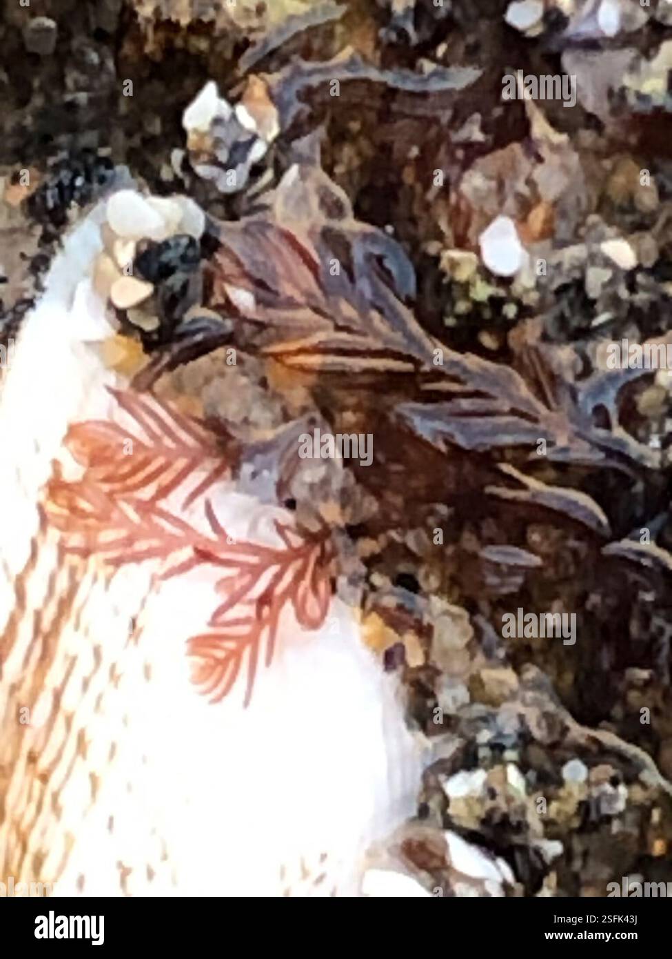 red algae (Rhodophyta), Plantae, Monterey Bay, Santa Cruz, CA, US Stock ...