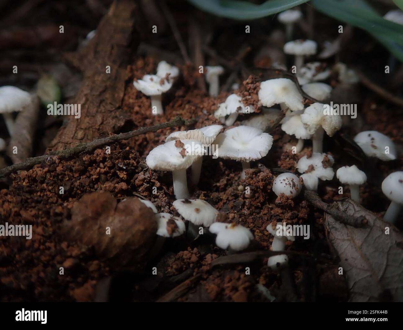 (Termitomyces microcarpus), Fungi, Ehlanzeni District Municipality ...