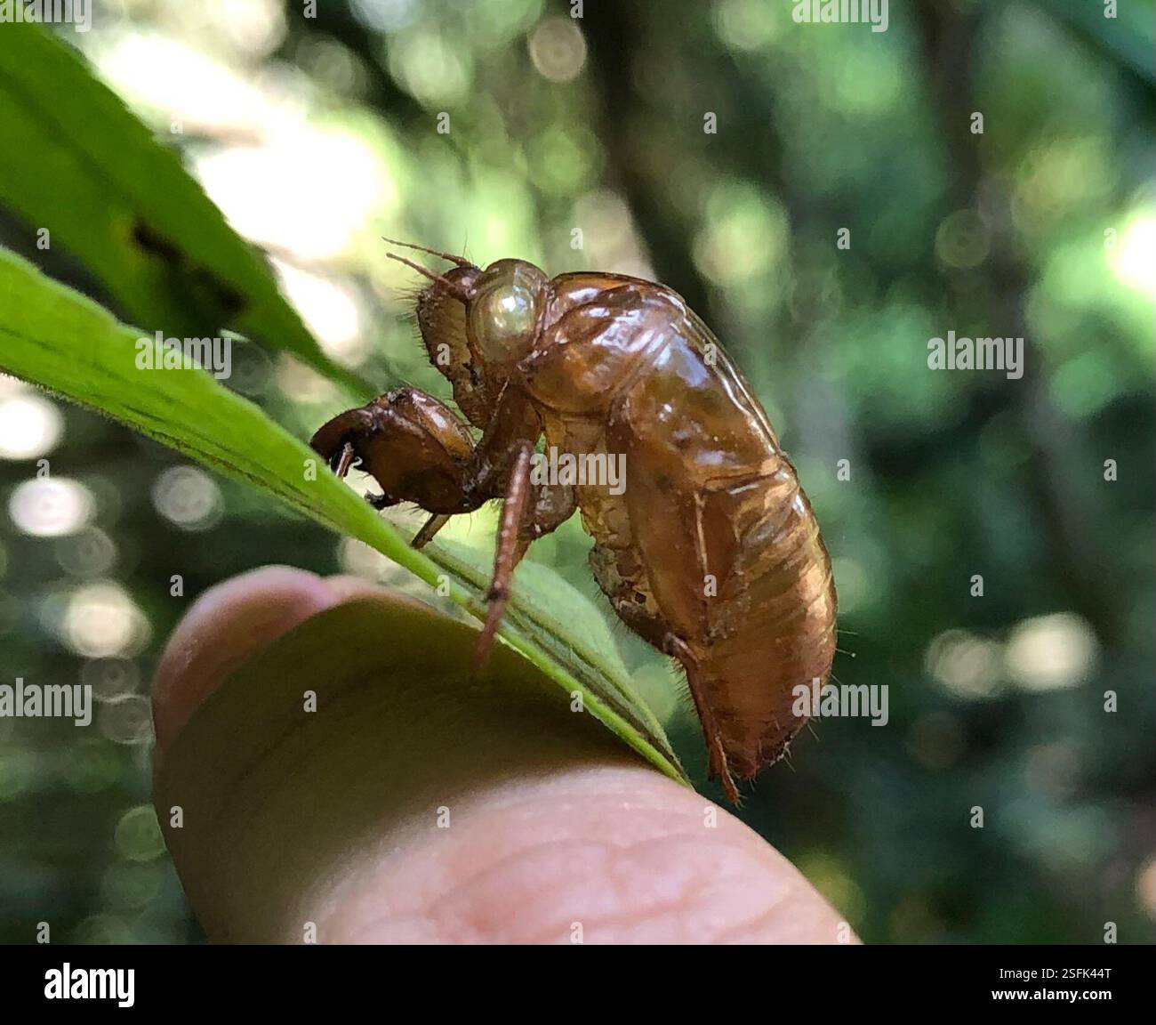 Cicadas (Cicadoidea), Insecta, Paseo Turistico, Pastaza, Pastaza, EC Stock Photo - Alamy