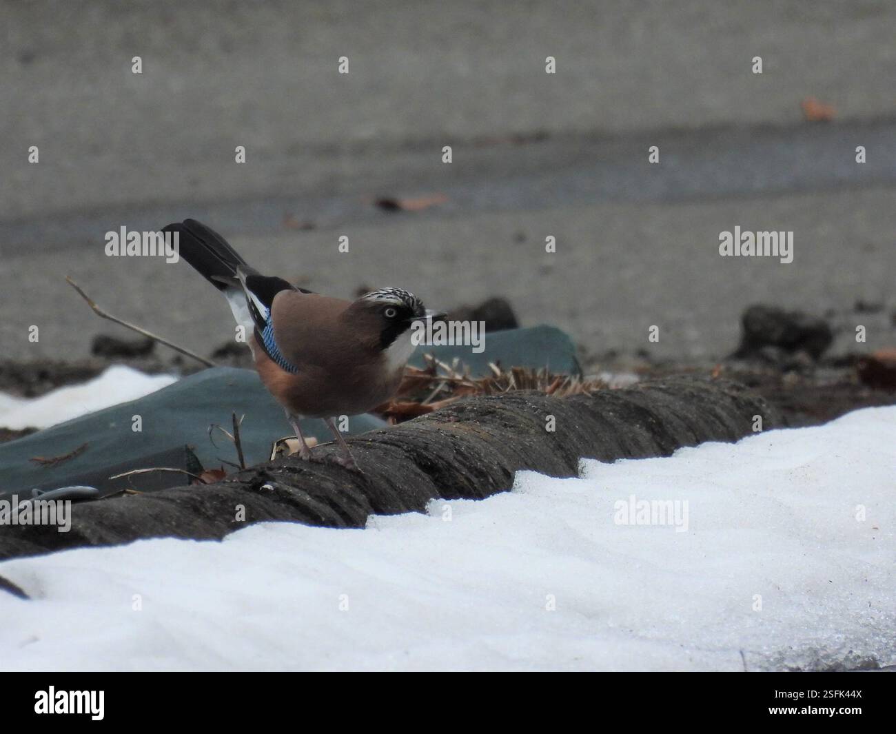 Japanese Jay (Garrulus glandarius japonicus), Aves, Nagano, JP Stock ...