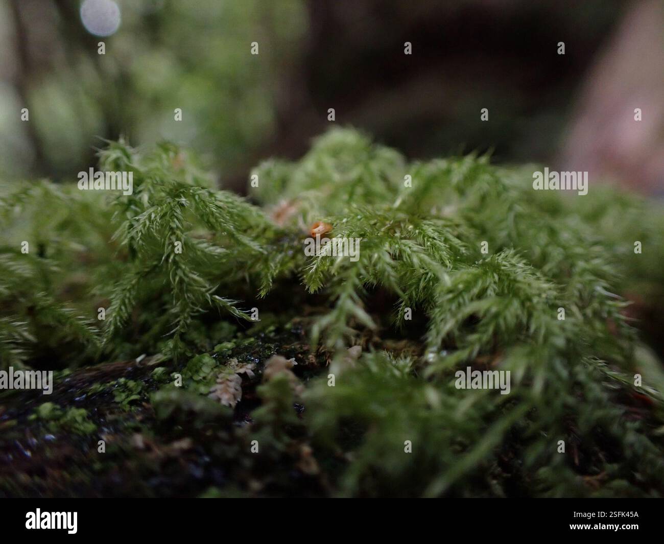 Cat's Tail Moss (Pseudisothecium stoloniferum), Plantae, Ucluelet, BC ...
