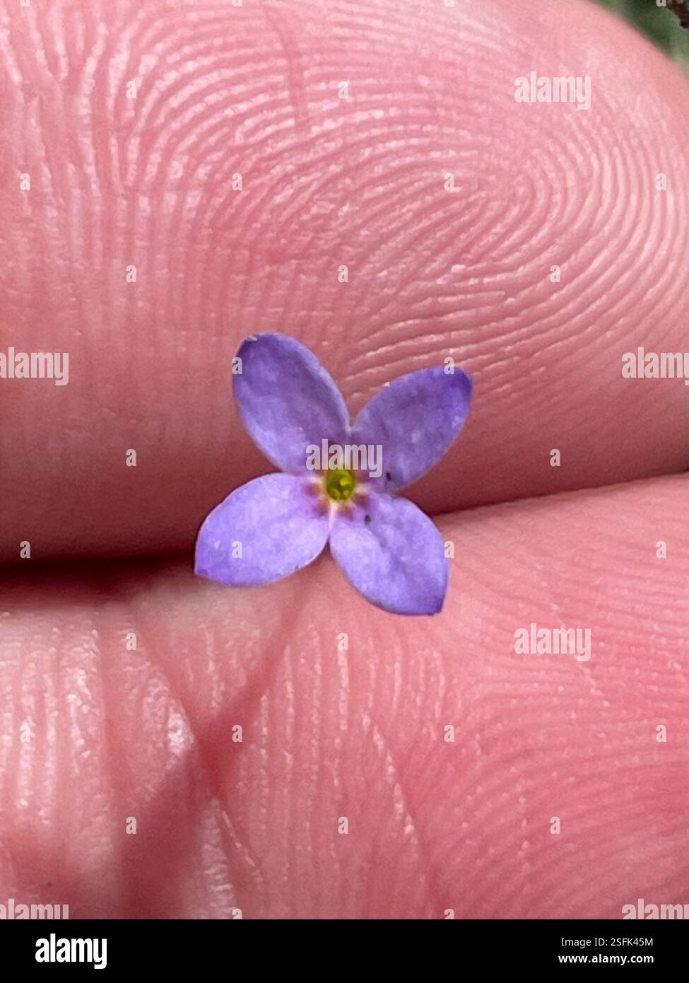 tiny bluet (Houstonia pusilla), Plantae, Lady Bird Johnson Wildflower ...