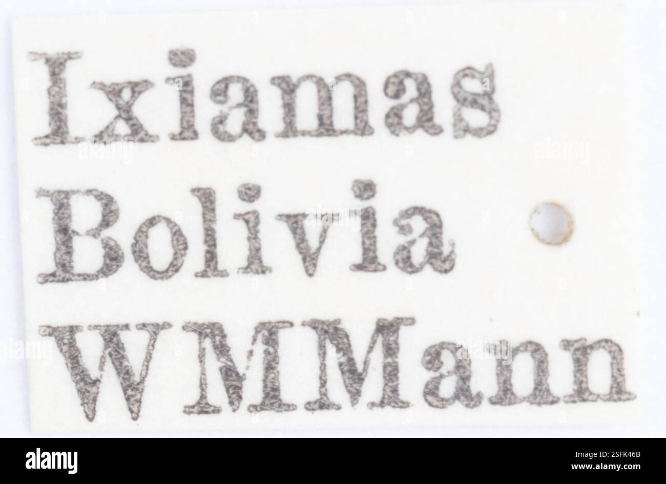 (Haplaxius), Insecta, Ixiamas, Bolivia, Haplaxius cf. gnophos ...