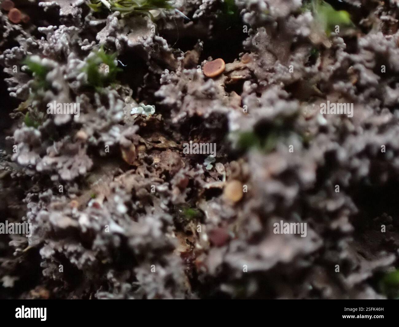 Silver-rimmed Shingle Lichen (Fuscopannaria pacifica), Fungi, Alberni ...