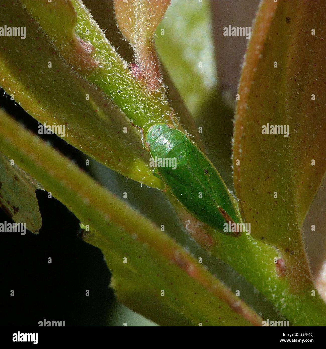 Typical Leafhoppers (Cicadellidae), Insecta, Guasca, Cundinamarca ...