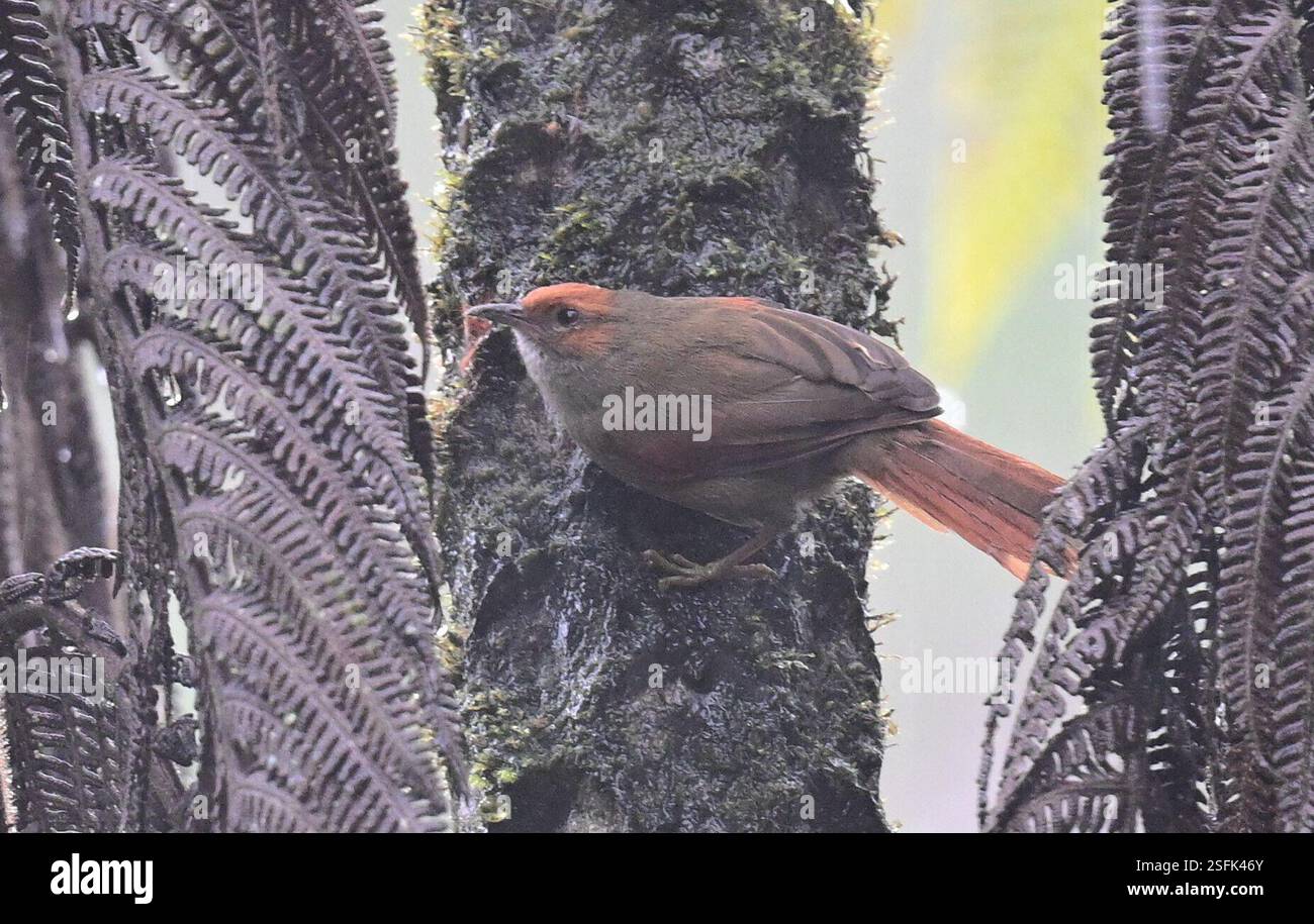 Red-faced Spinetail (Cranioleuca erythrops), Aves, Mindo Loma Bird ...