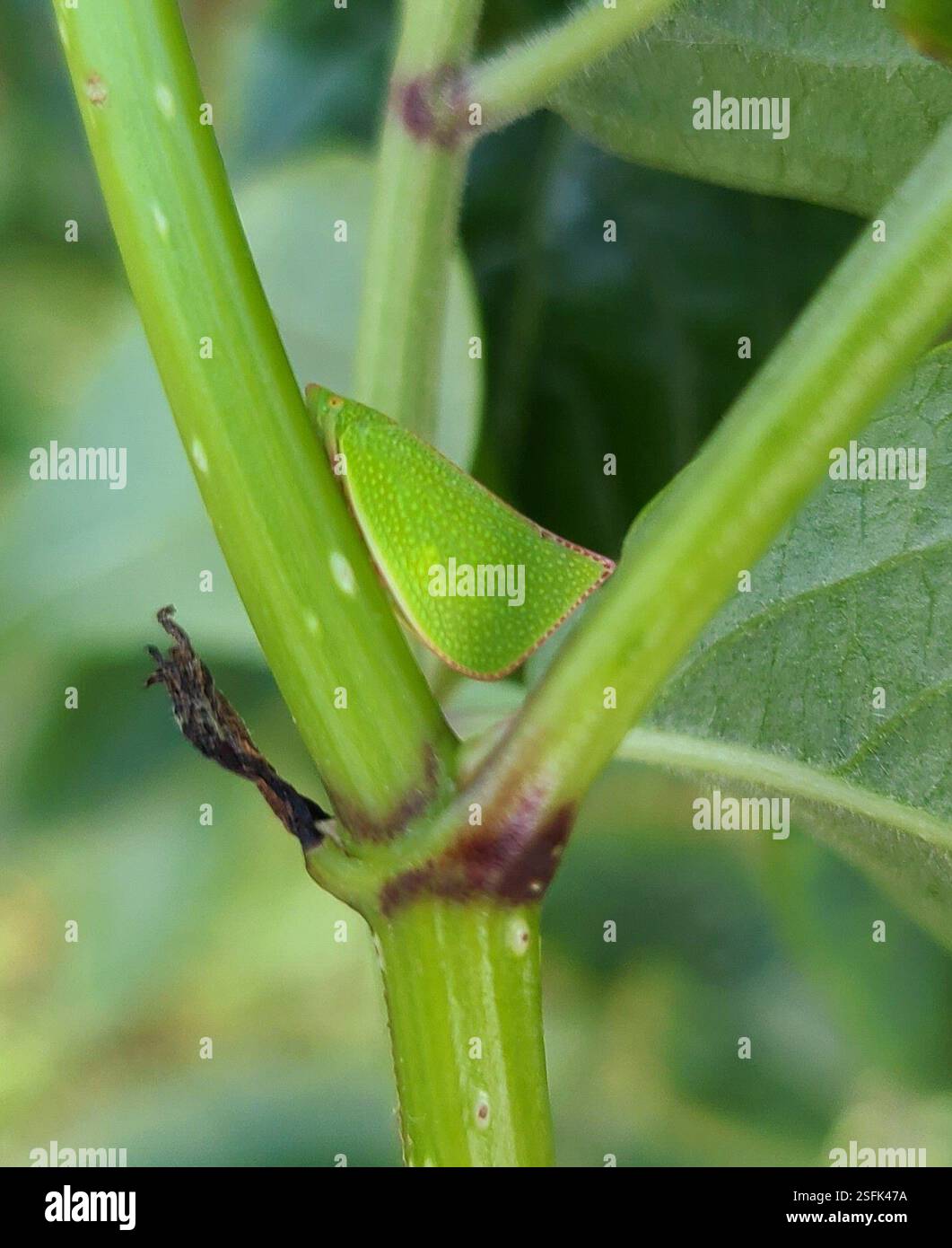 Torpedo Bug (Siphanta acuta), Insecta, Kaiapoi, New Zealand Stock Photo ...