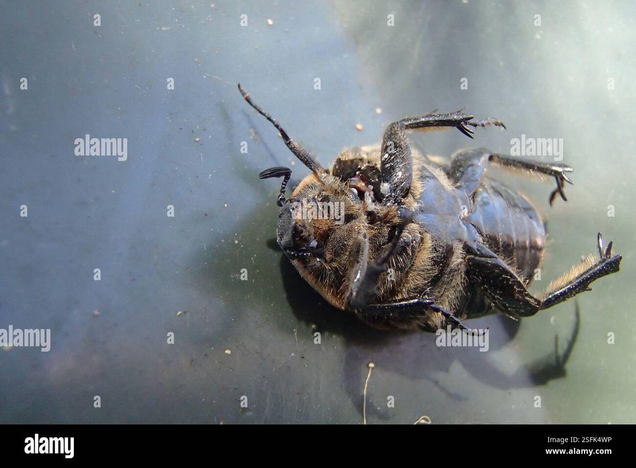 Cowboy Beetle (Chondropyga dorsalis), Insecta, 62 Railway Parade ...