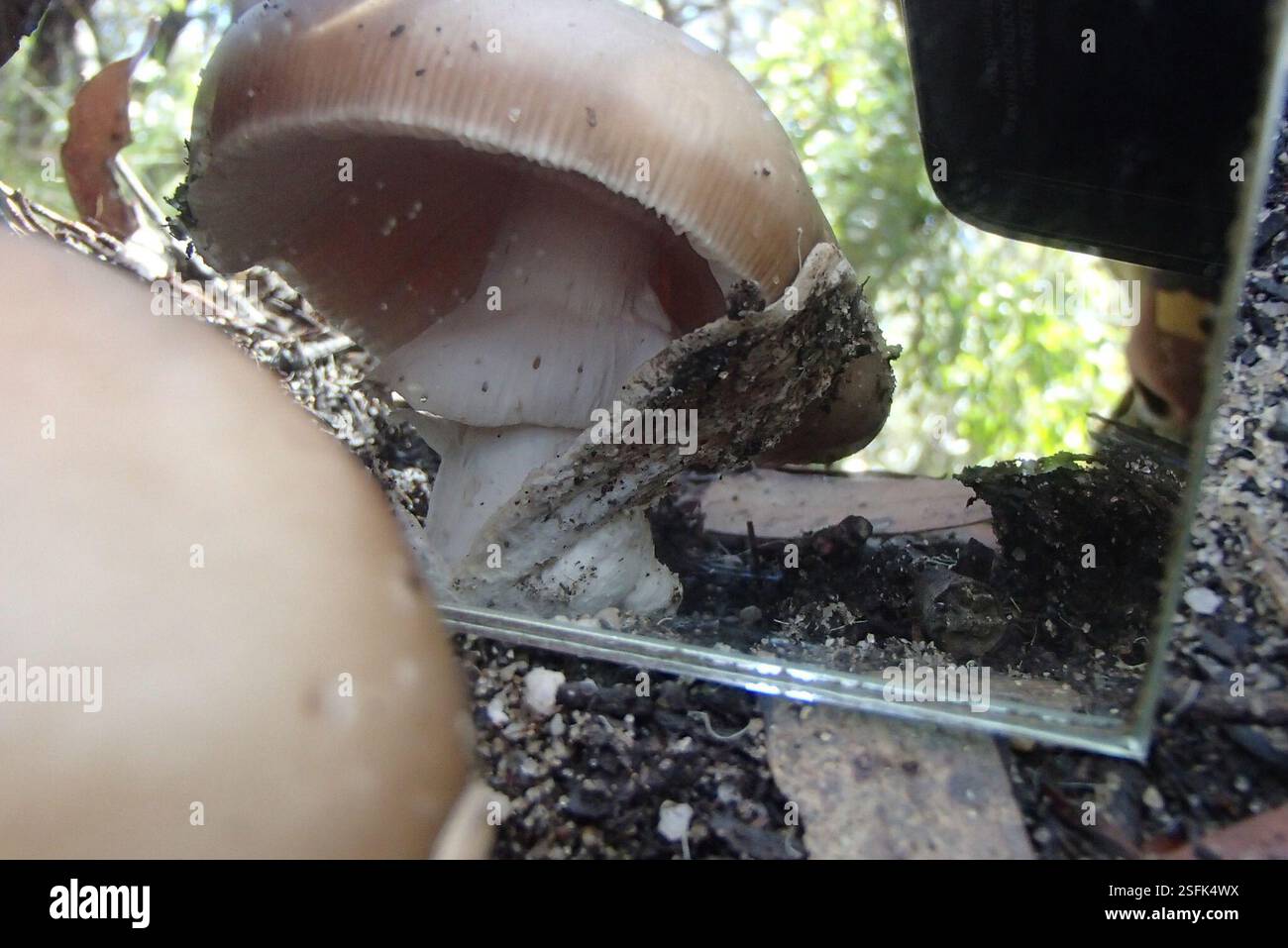 Wood's Pink-Gilled Slender Caesar (Amanita roseolamellata), Fungi, 62 ...