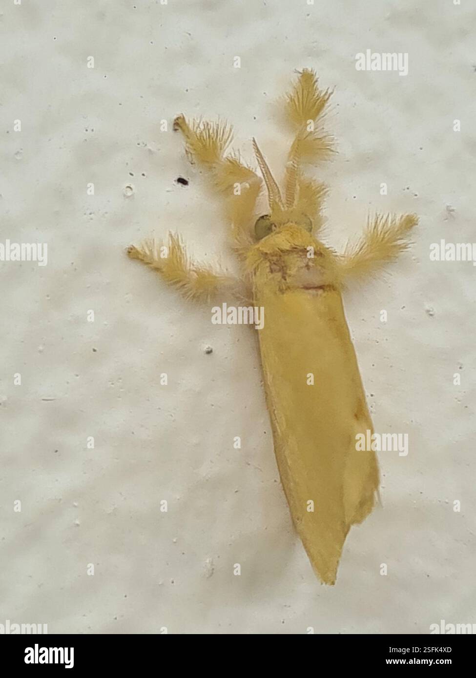 Jewel Caterpillar Moths (Dalceridae), Insecta, Kwakoegron, Suriname ...