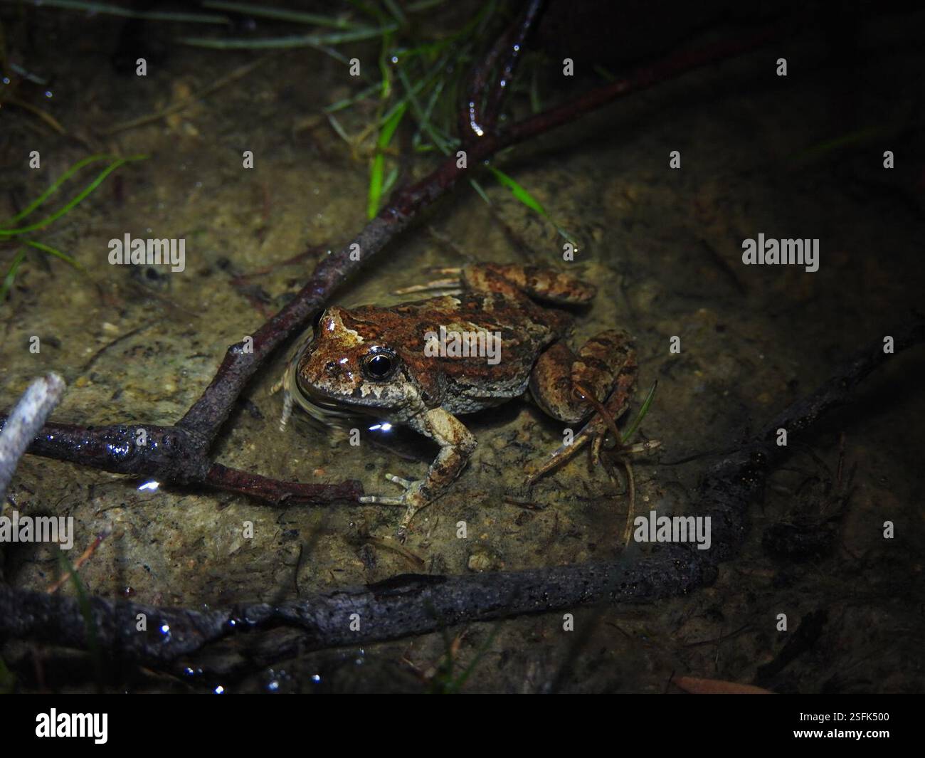 Common Eastern Froglet (Crinia signifera), Amphibia, Hobart TAS ...