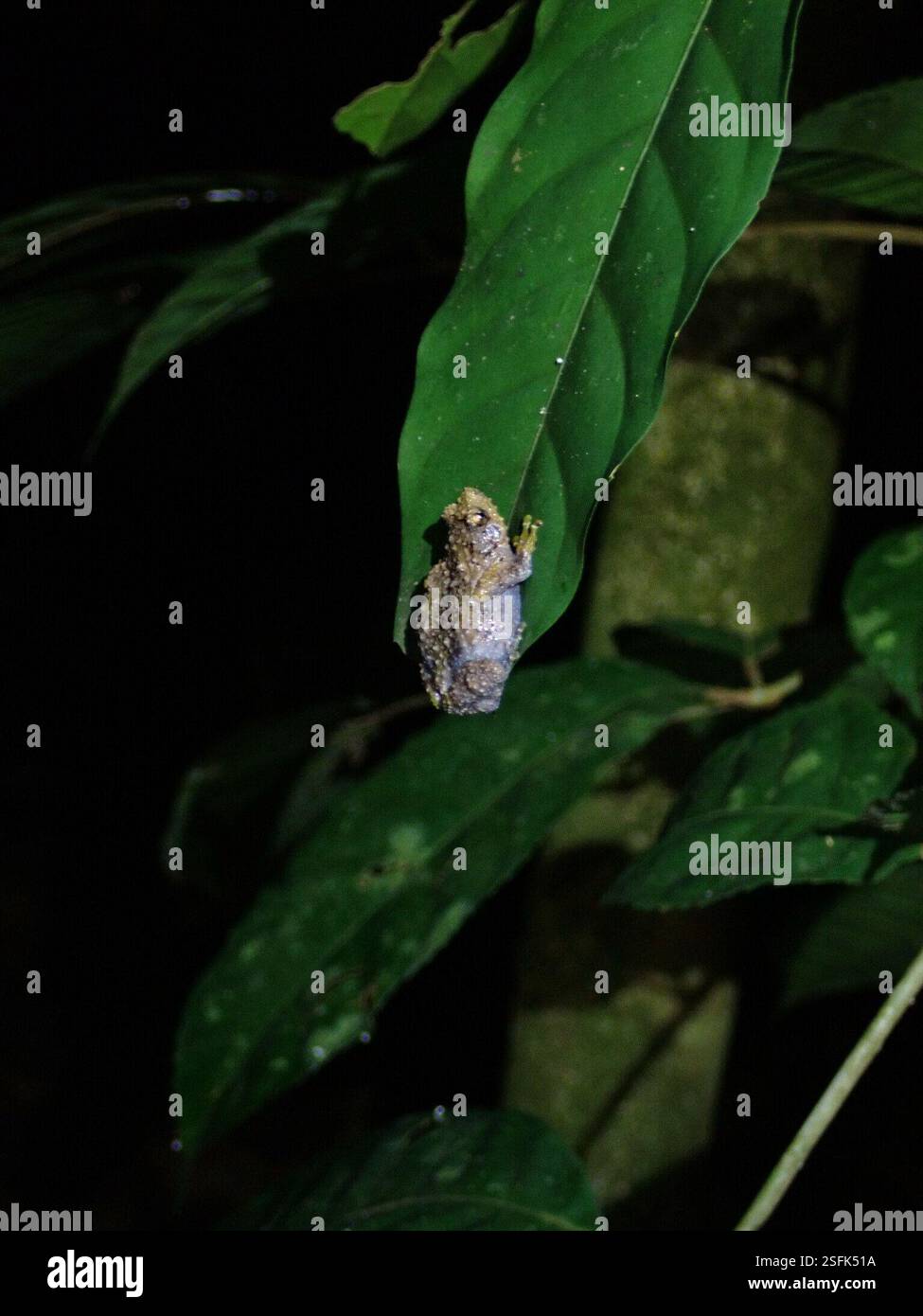 Rough Guardian Frog (Limnonectes finchi), Amphibia, Lahad Datu, Sabah ...