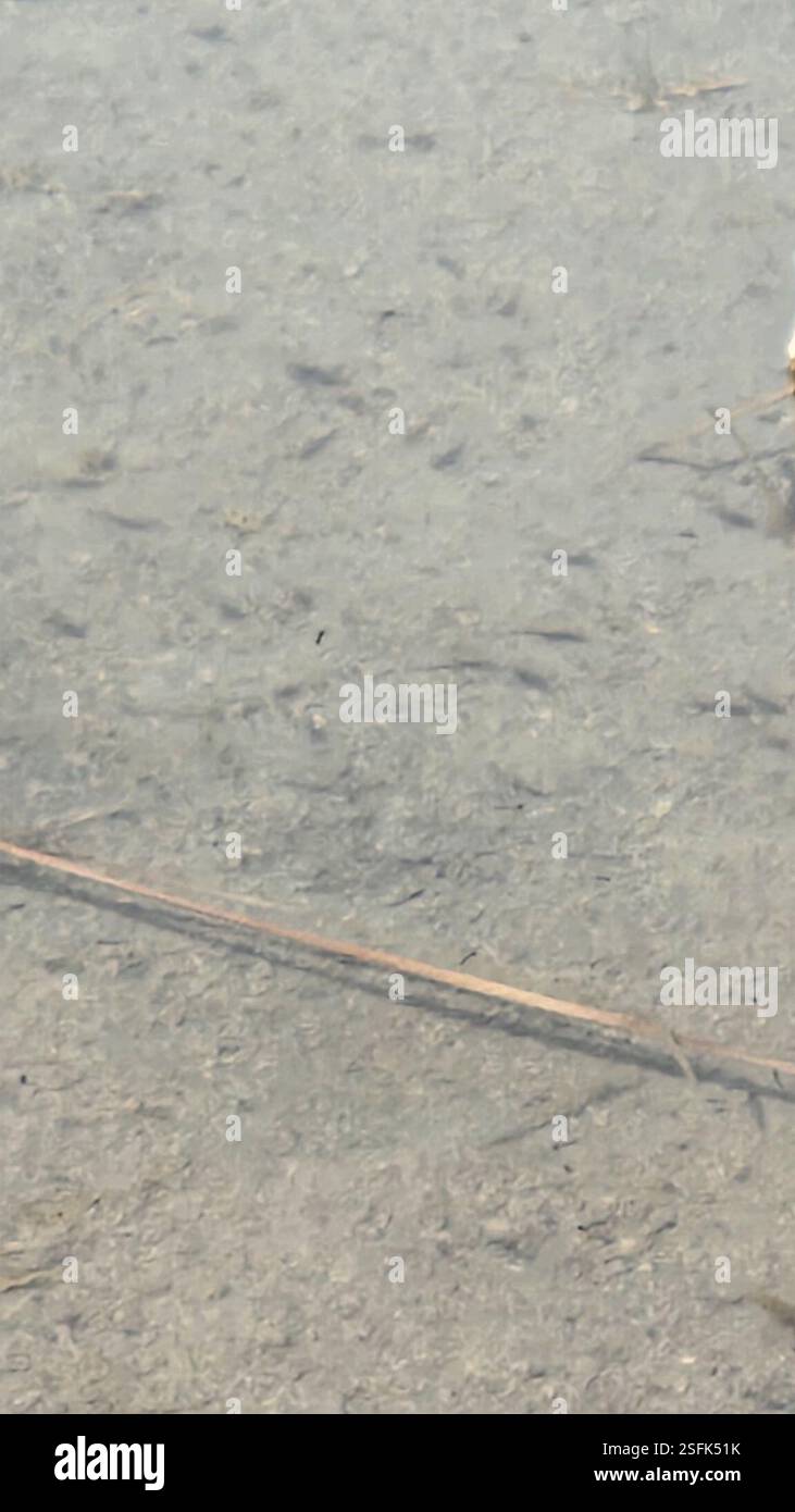 Desert Pupfish (Cyprinodon macularius), Actinopterygii, California, US ...