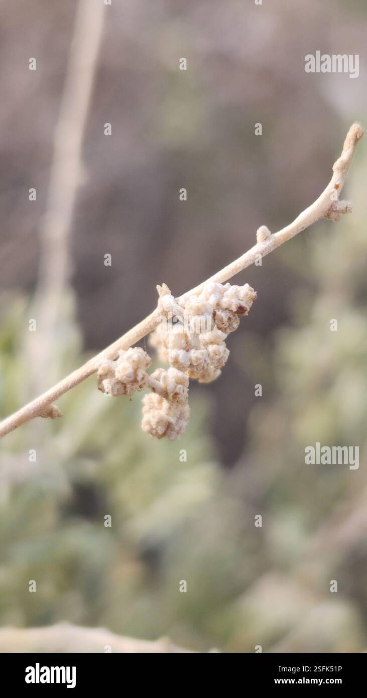 Cattle Saltbush (Atriplex polycarpa), Plantae, Riverside County, CA ...