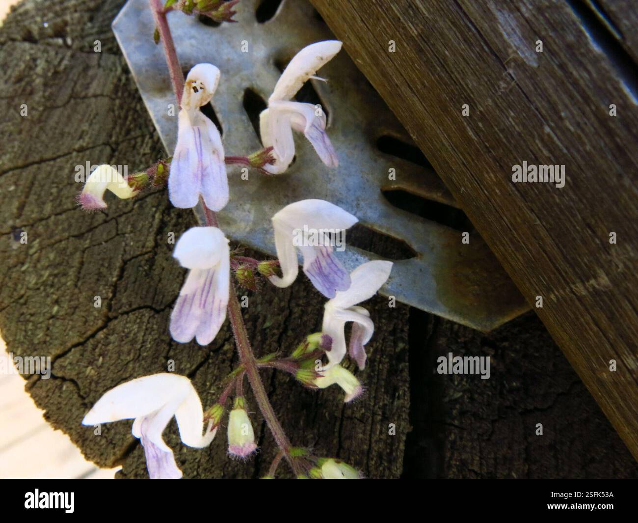 Citronella Spurflower (Equilabium laxiflorum), Plantae, Umgungundlovu ...