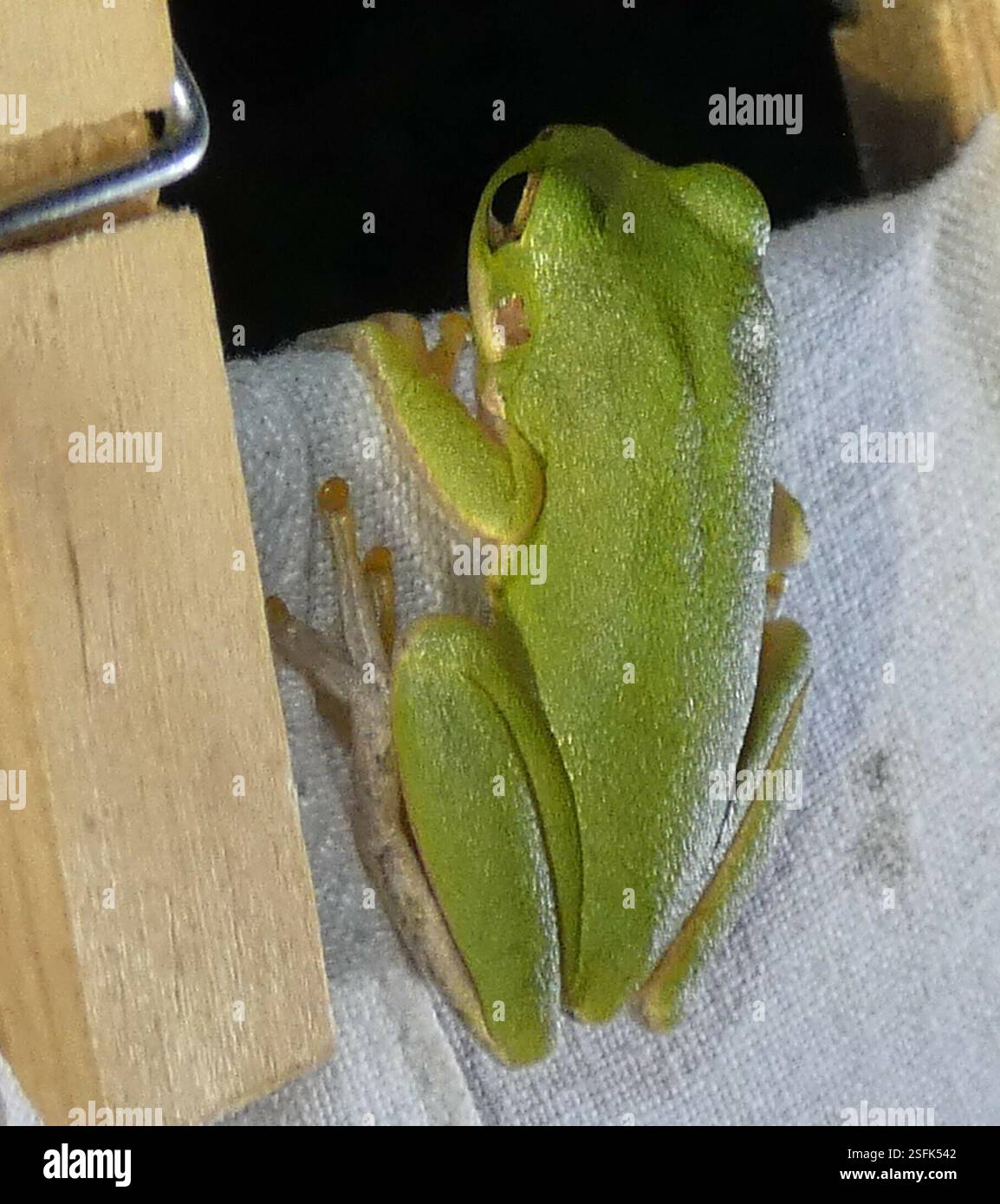 Squirrel Treefrog (Hyla squirella), Amphibia, River Rd. Preserve: Putnam County, FL, USA Stock ...