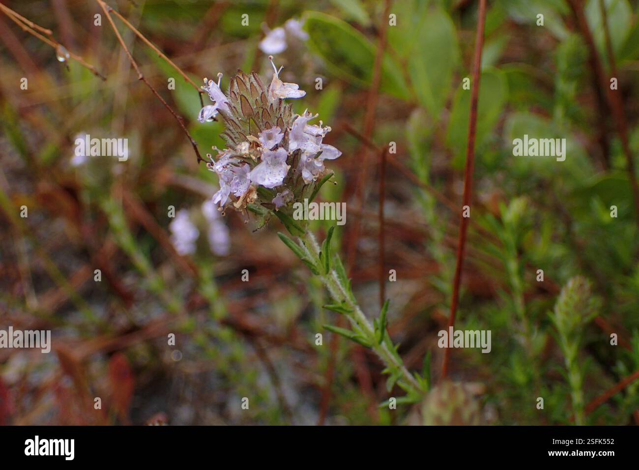 Florida pennyroyal (Piloblephis rigida), Plantae, Pasco, Florida ...