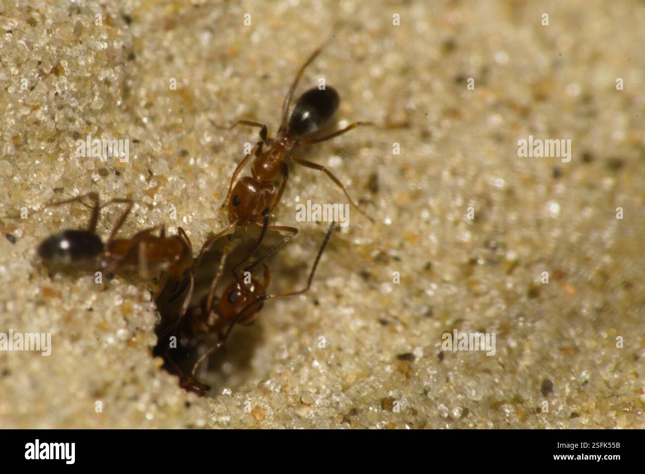 Pyramid Ants (Dorymyrmex), Insecta, Praia do Cassino - RS, Brazil Stock ...