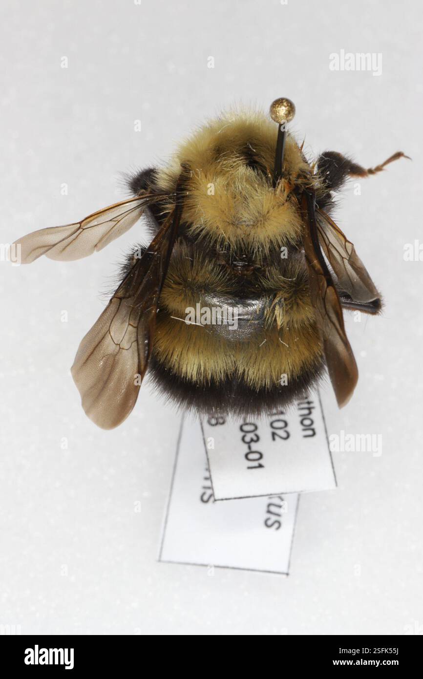 Perplexing Bumble Bee (Bombus perplexus), Insecta, Marathon, ON, Canada ...