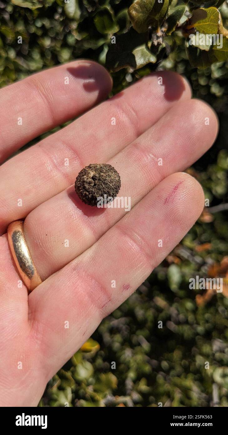 oaks (Quercus), Plantae, Summit Valley Edmund D. Edelman Park, Santa ...