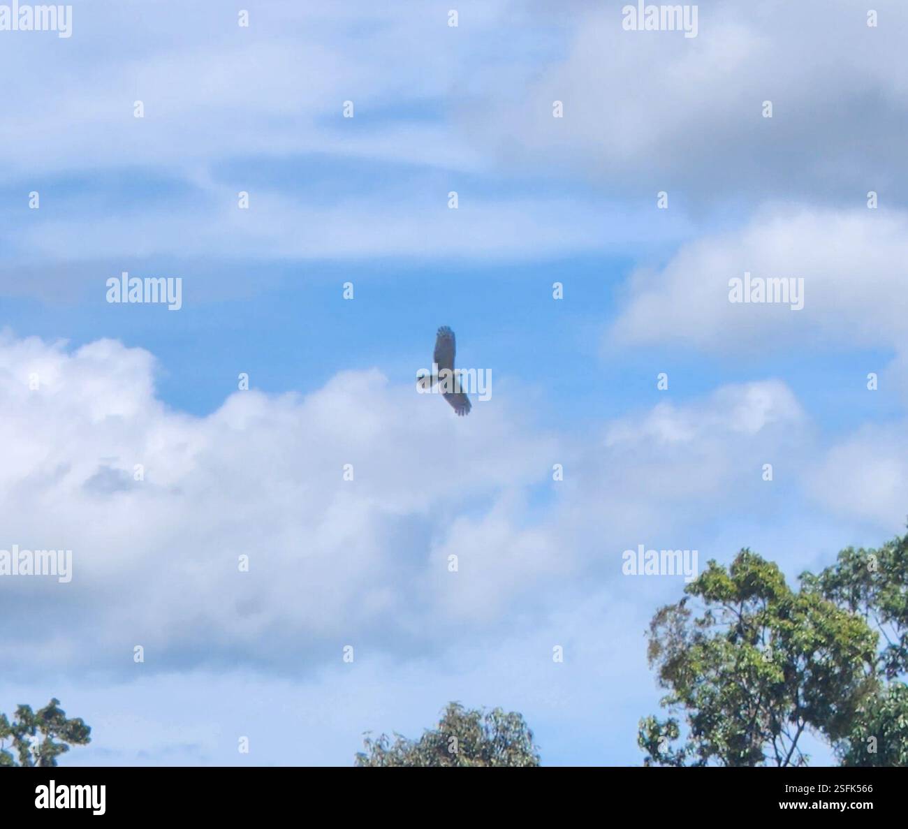 Pacific Baza (Aviceda subcristata), Aves, Kuranda QLD 4881, Australia ...