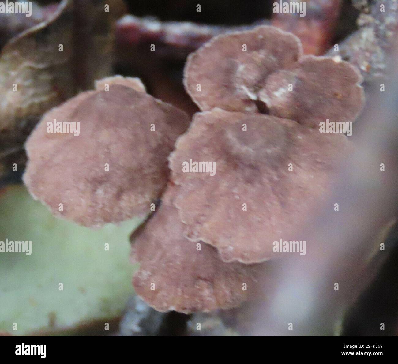 (Gymnopus ceraceicola), Fungi, 19 Thatcher Crescent, Crofton Downs ...