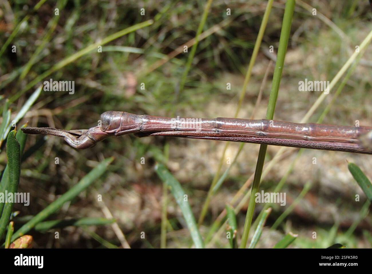 (Podacanthus), Insecta, 62 Railway Parade, Wentworth Falls NSW 2782 ...