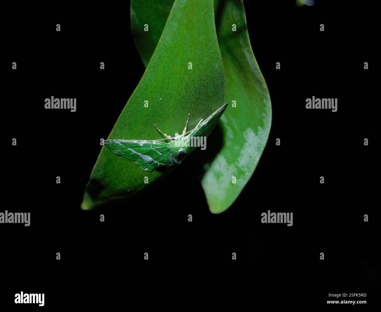 Lacy Emerald (Eucyclodes insperata), Insecta, Hobart TAS, Australia ...