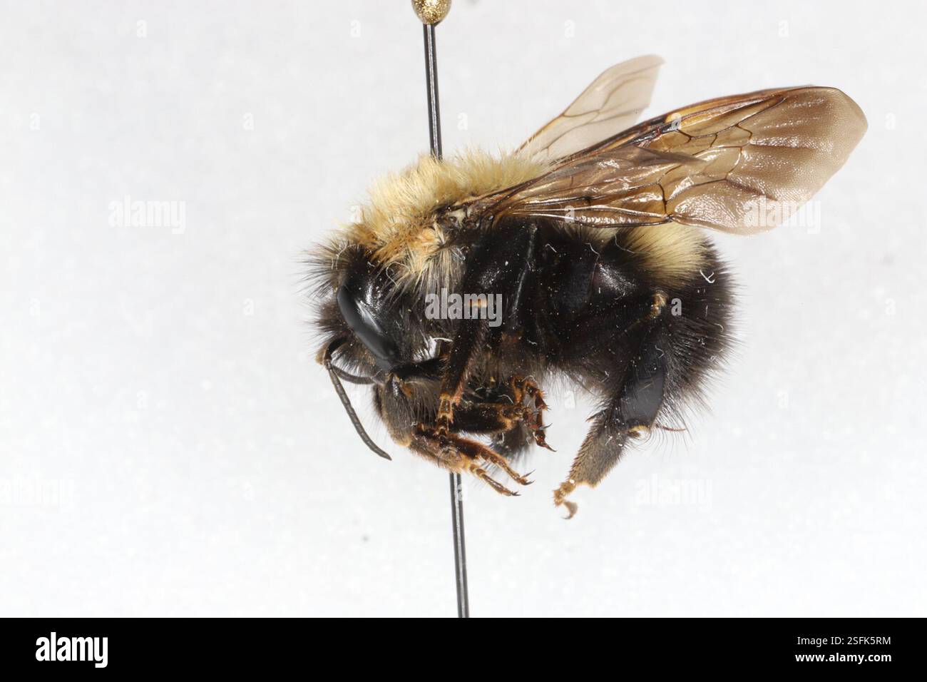 Perplexing Bumble Bee (Bombus perplexus), Insecta, Kenora District, ON ...
