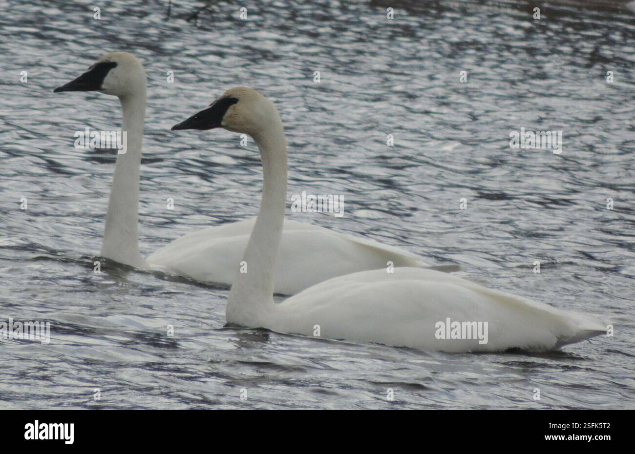 Trumpeter Swan (Cygnus buccinator), Aves, Okanagan-Similkameen, BC ...