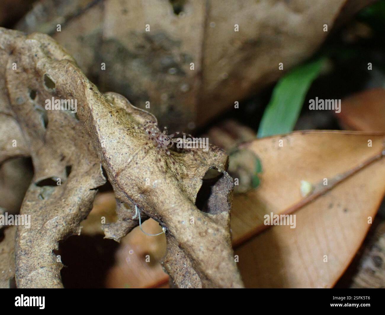 Huntsman Spiders (Sparassidae), Arachnida, Lahad Datu, Sabah, Malaysia ...
