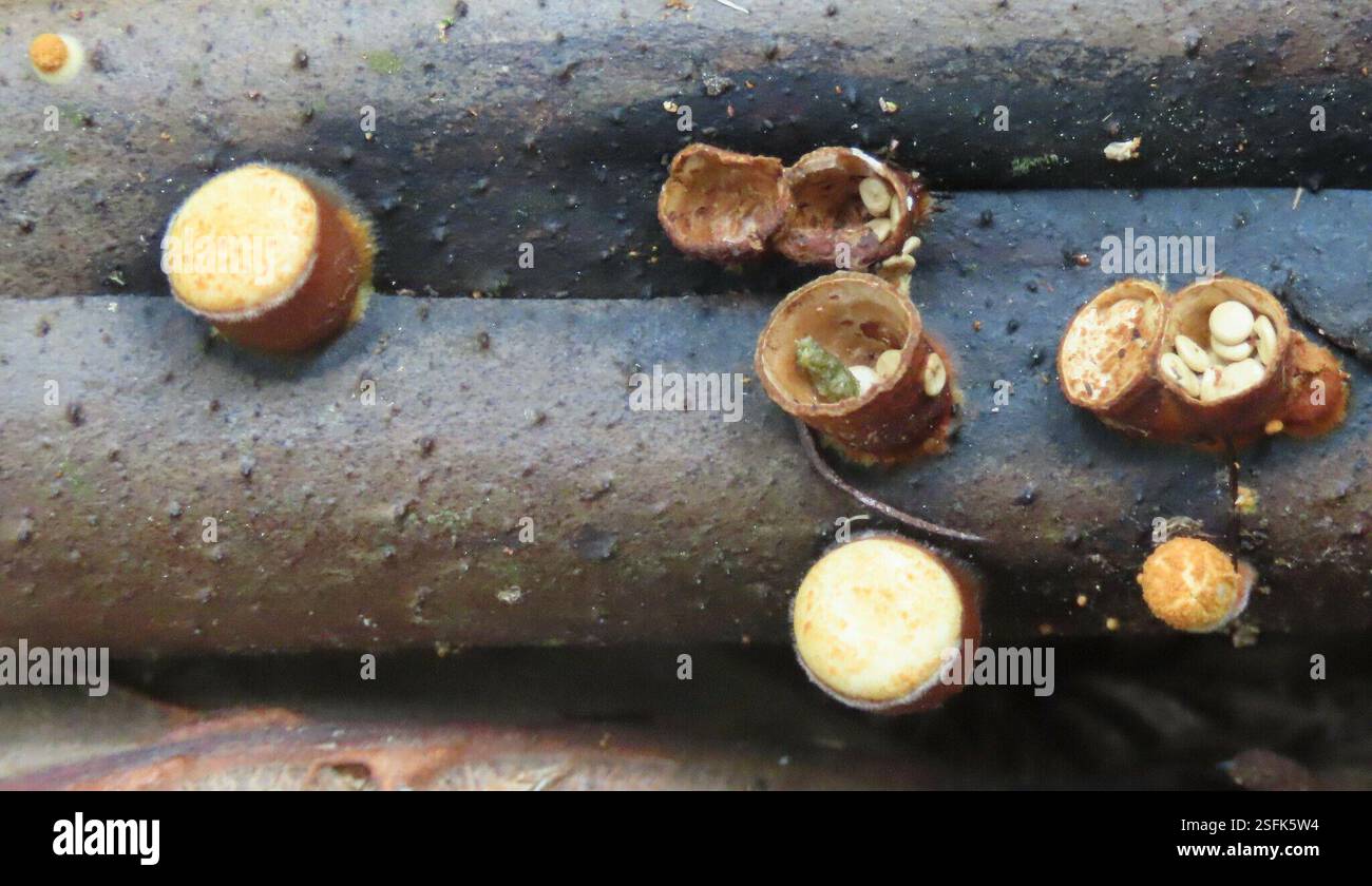 (Crucibulum simile), Fungi, 19 Thatcher Crescent, Crofton Downs ...