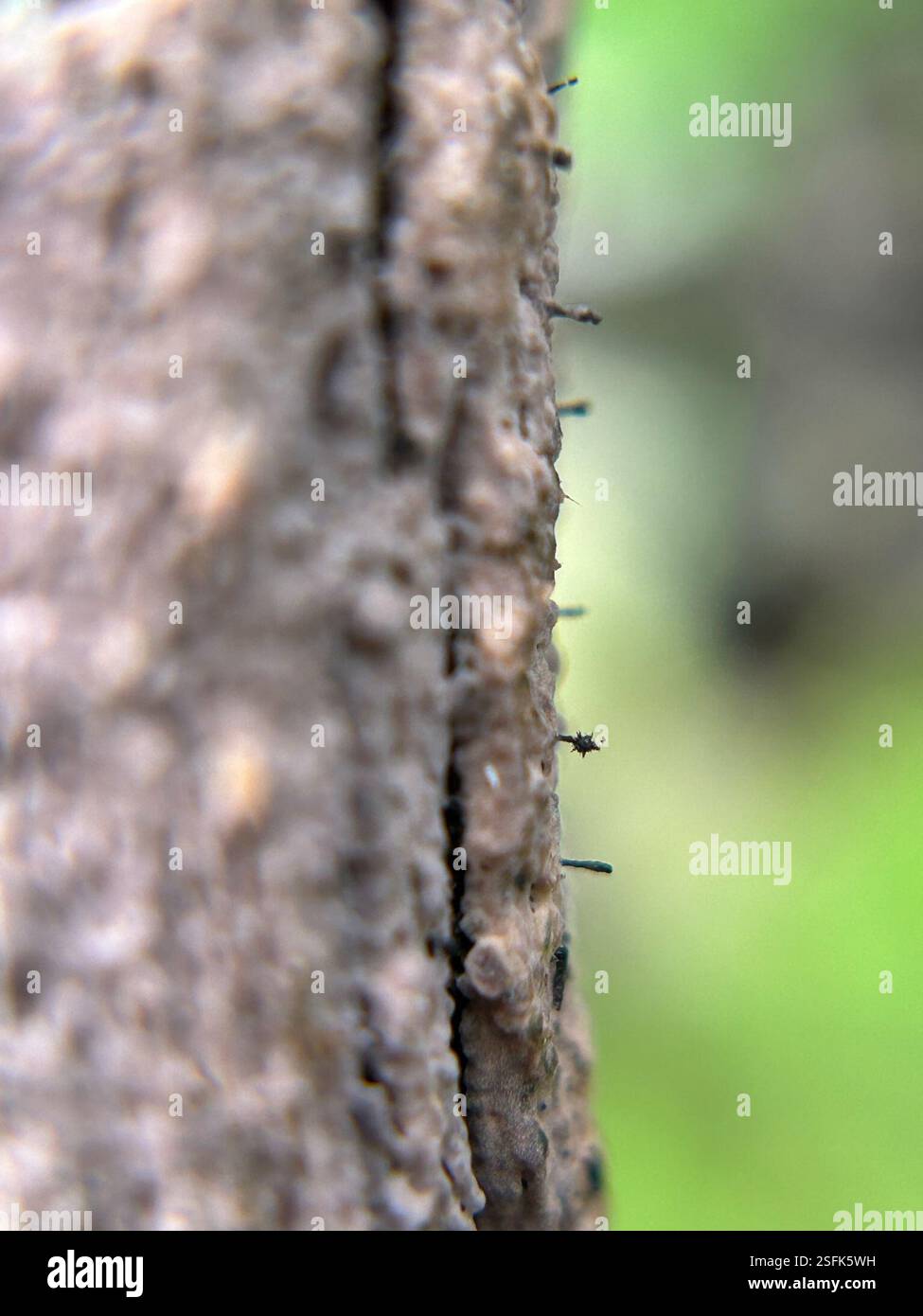 Snag Pin (Mycocalicium subtile), Fungi, Los Padres National Forest ...