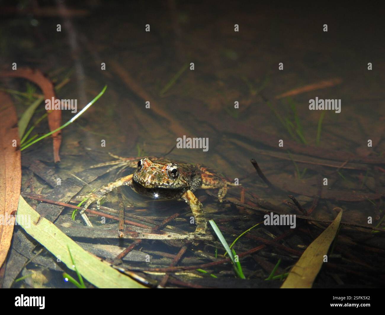 Common Eastern Froglet (Crinia signifera), Amphibia, Hobart TAS ...