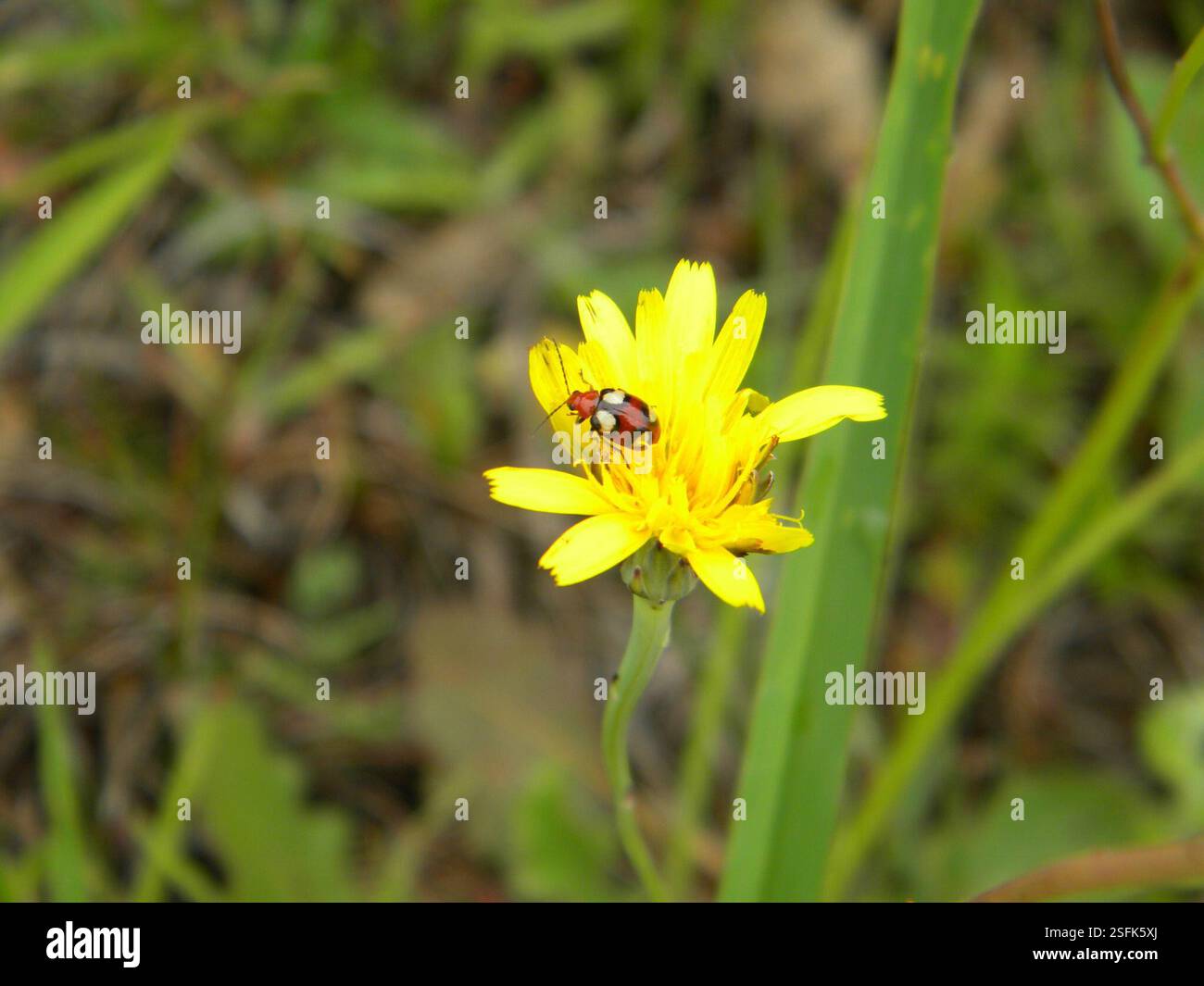 Two-Eye Leafbeetle (Monolepta bioculata), Insecta, Kleinmond, 7195 ...